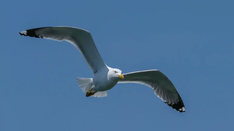 Fiskm s Allt Om F glar Fiskm s Allt Om F glar