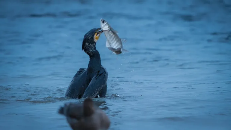 Skarv – Allt om fåglar